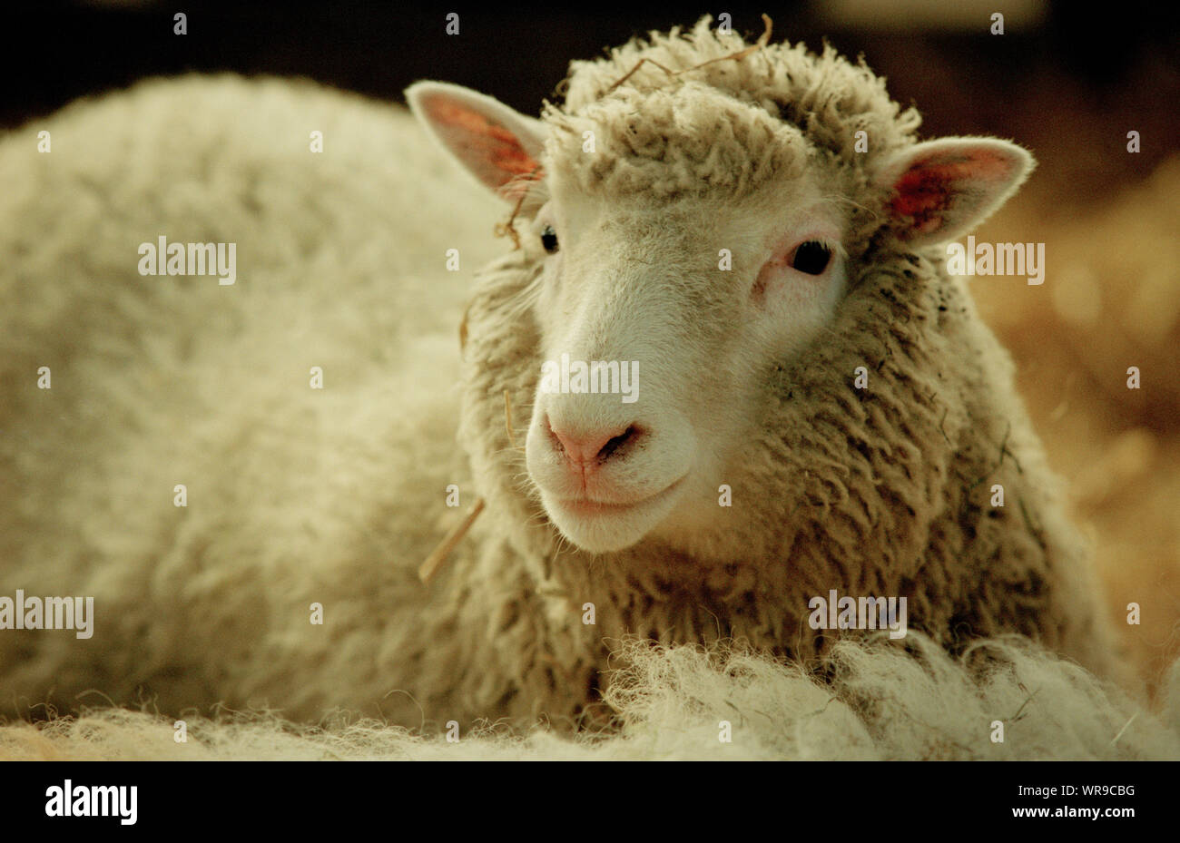 Genetically cloned sheep hi-res stock photography and images - Alamy