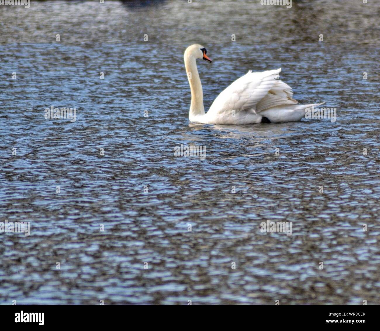 Side view swan hi-res stock photography and images - Alamy
