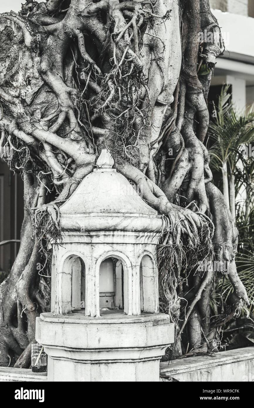People and banyan tree hi-res stock photography and images - Alamy