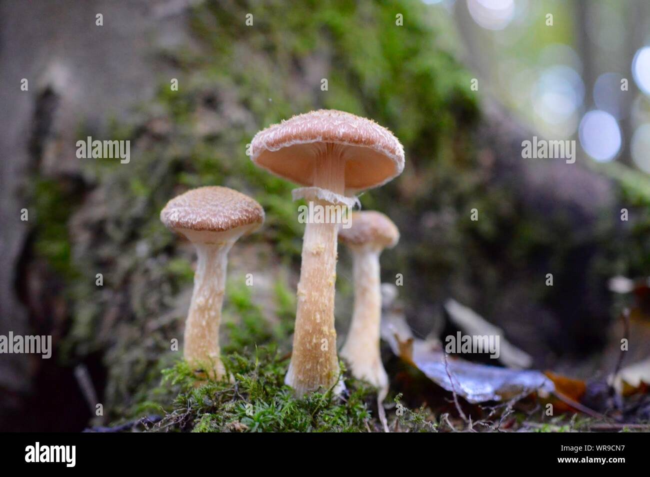 Root fungus hi-res stock photography and images - Alamy