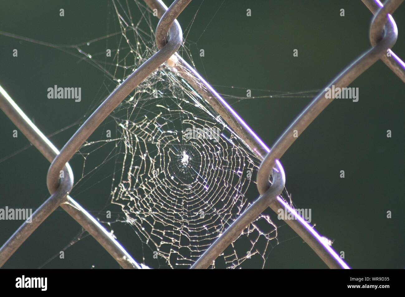 Spider Web On The Fence High Resolution Stock Photography and Images ...