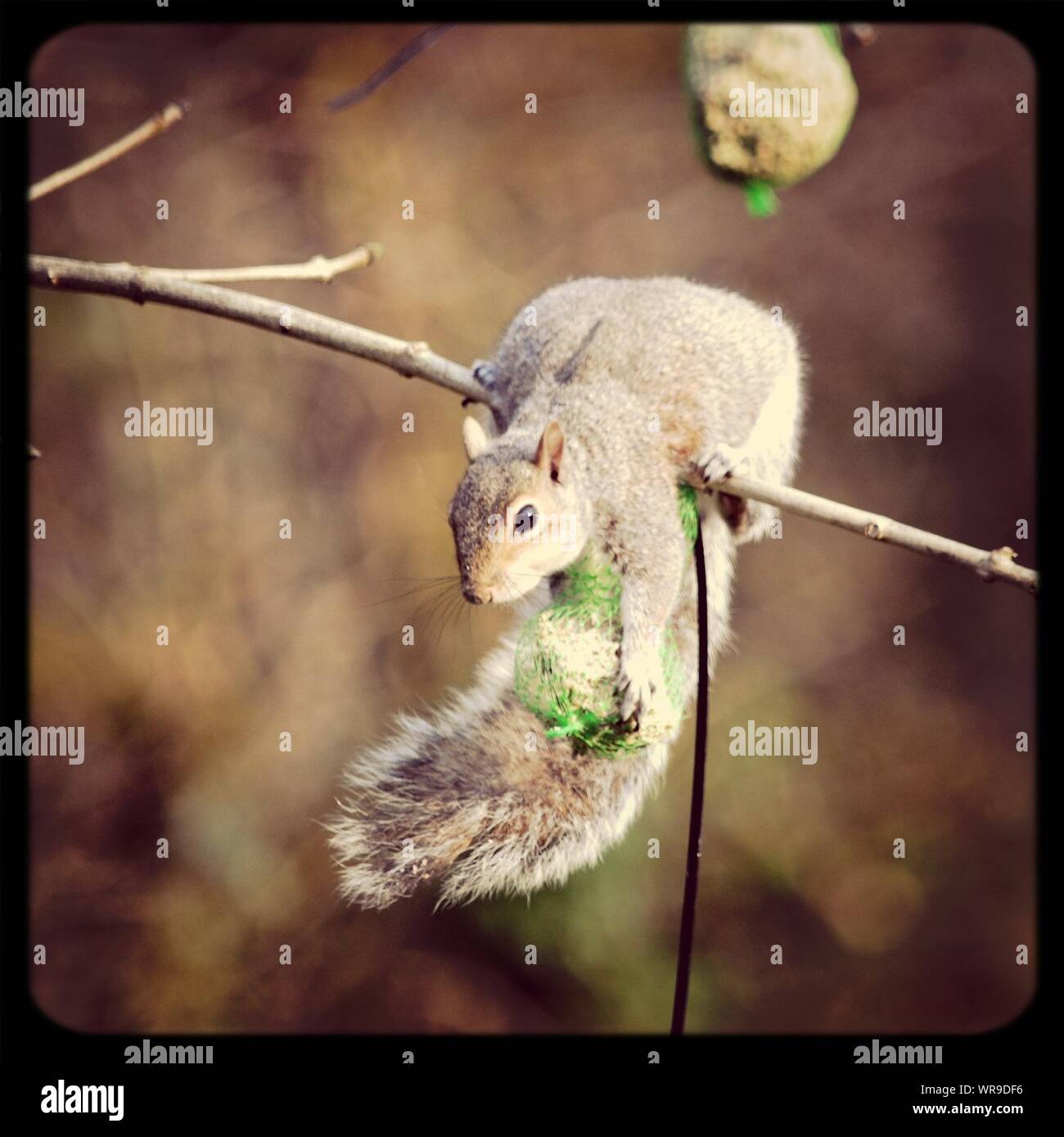 Hanging from tree branch hi-res stock photography and images - Alamy