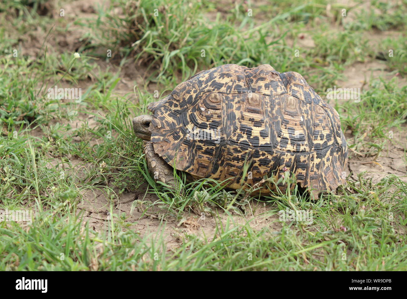 Leopard tortoise in the savannah, Masai Mara National Park, Kenya Stock ...