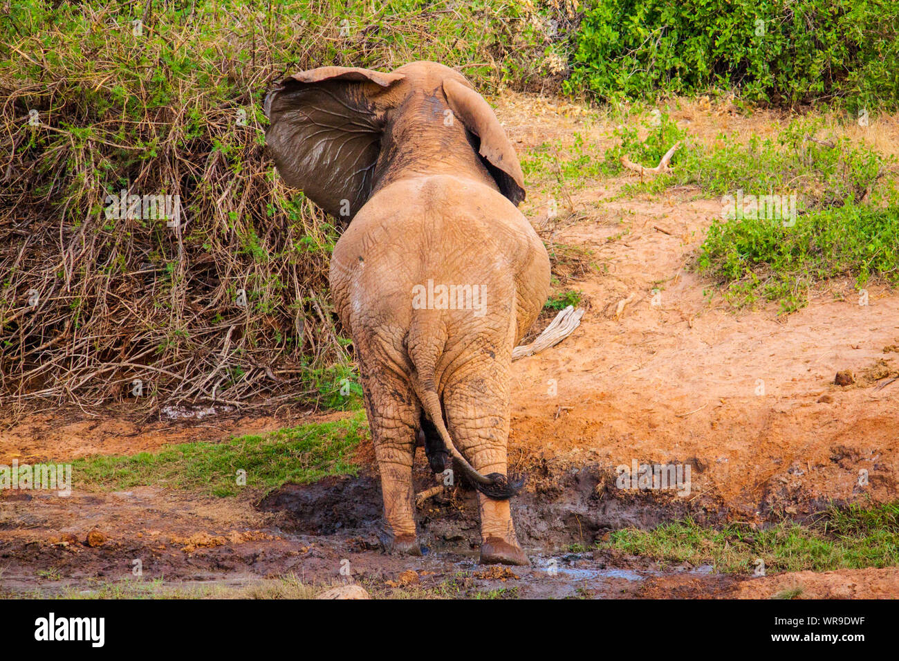 Rear View Of Elephants High Resolution Stock Photography and Images - Alamy