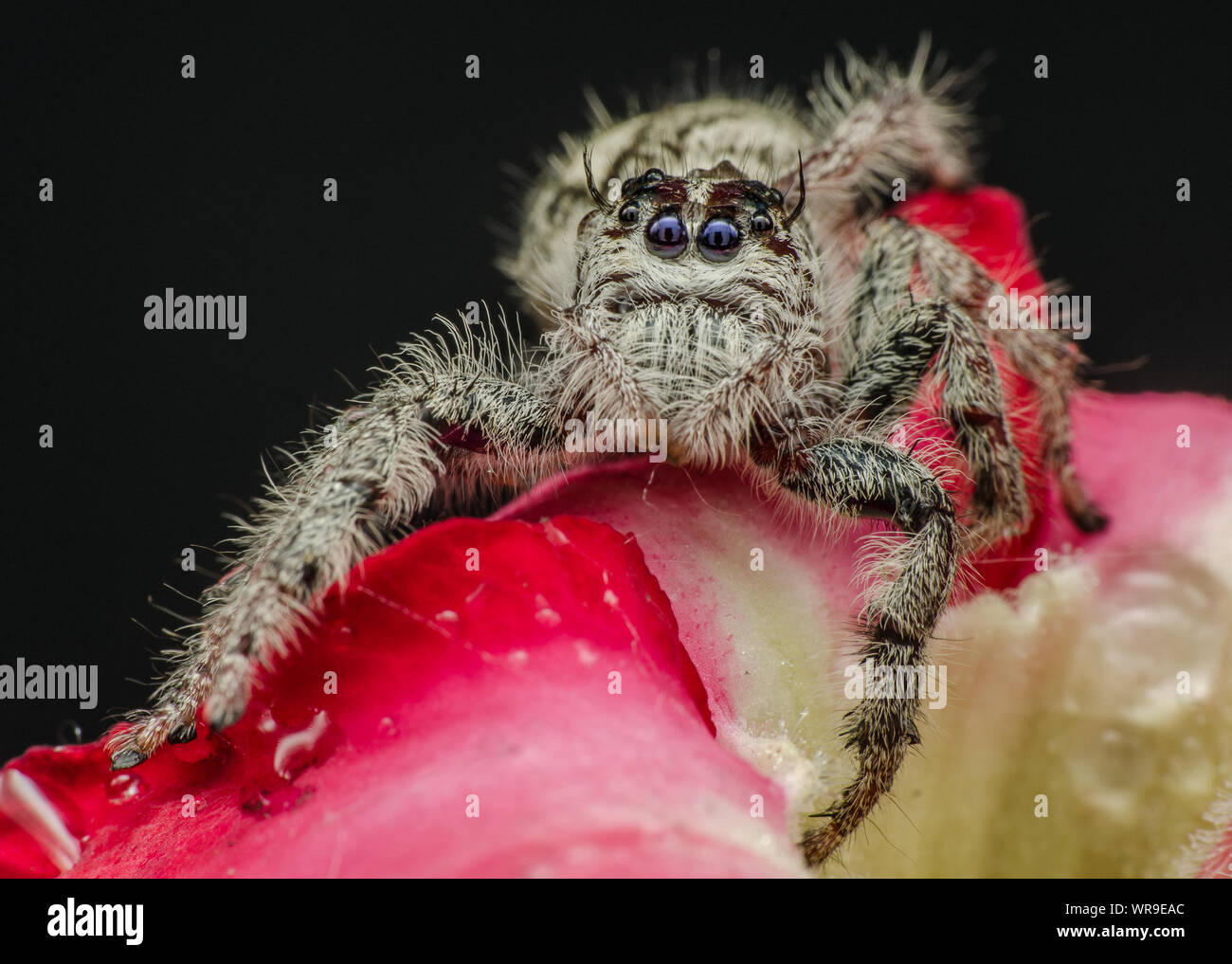 Red eye spider hi-res stock photography and images - Alamy