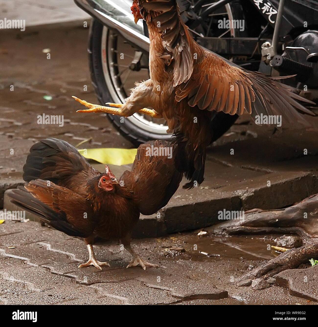 Motorcycle chicken hi-res stock photography and images - Alamy