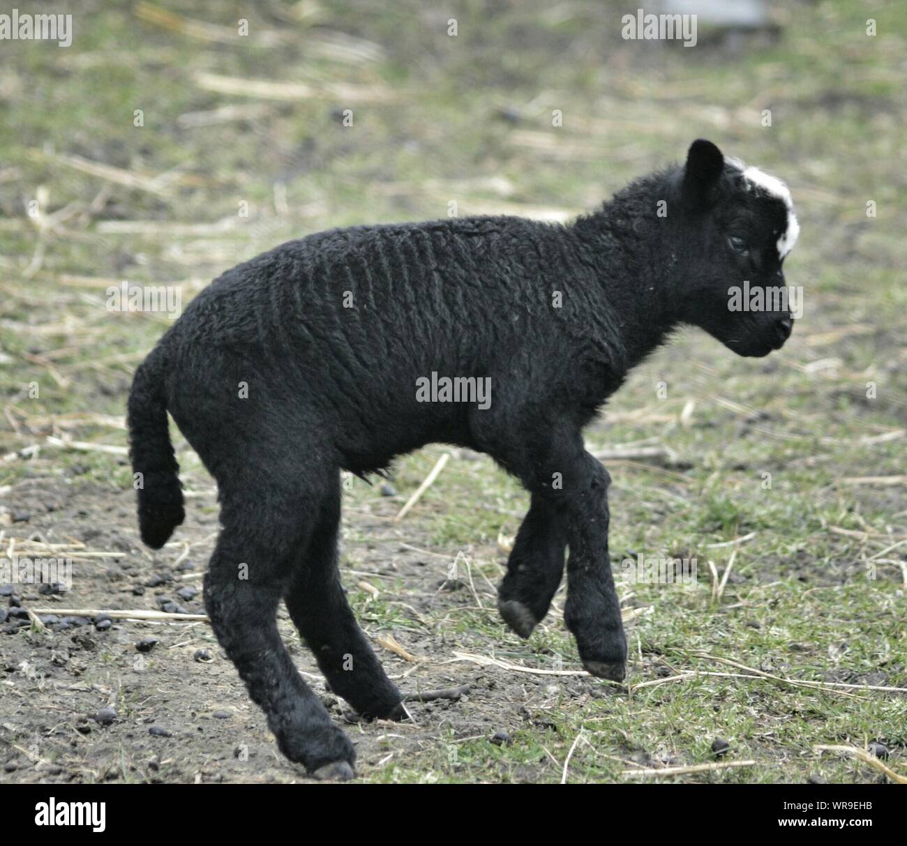 Jumping lamb hi-res stock photography and images - Alamy