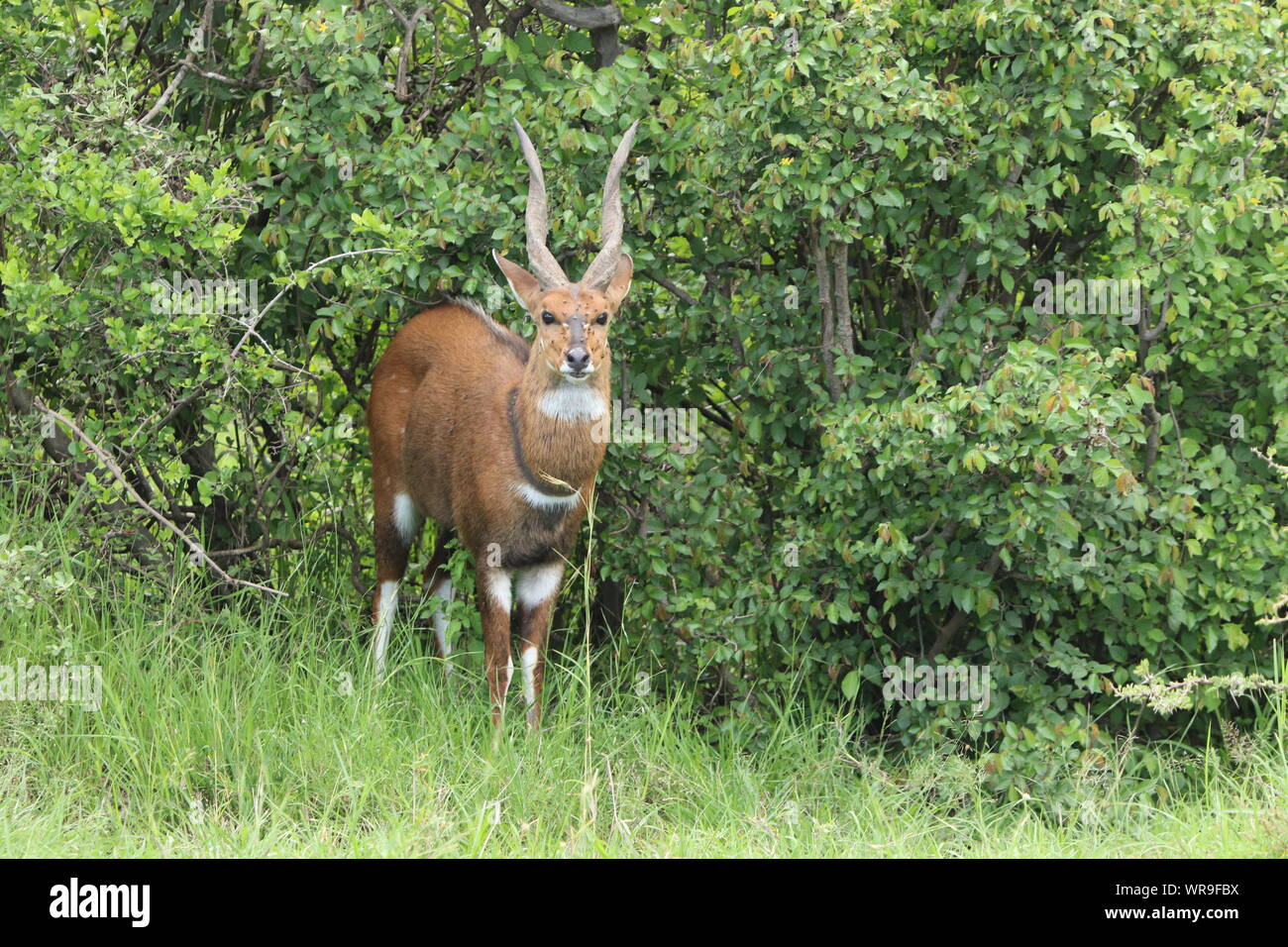 Bushbuck antelope hi-res stock photography and images - Alamy