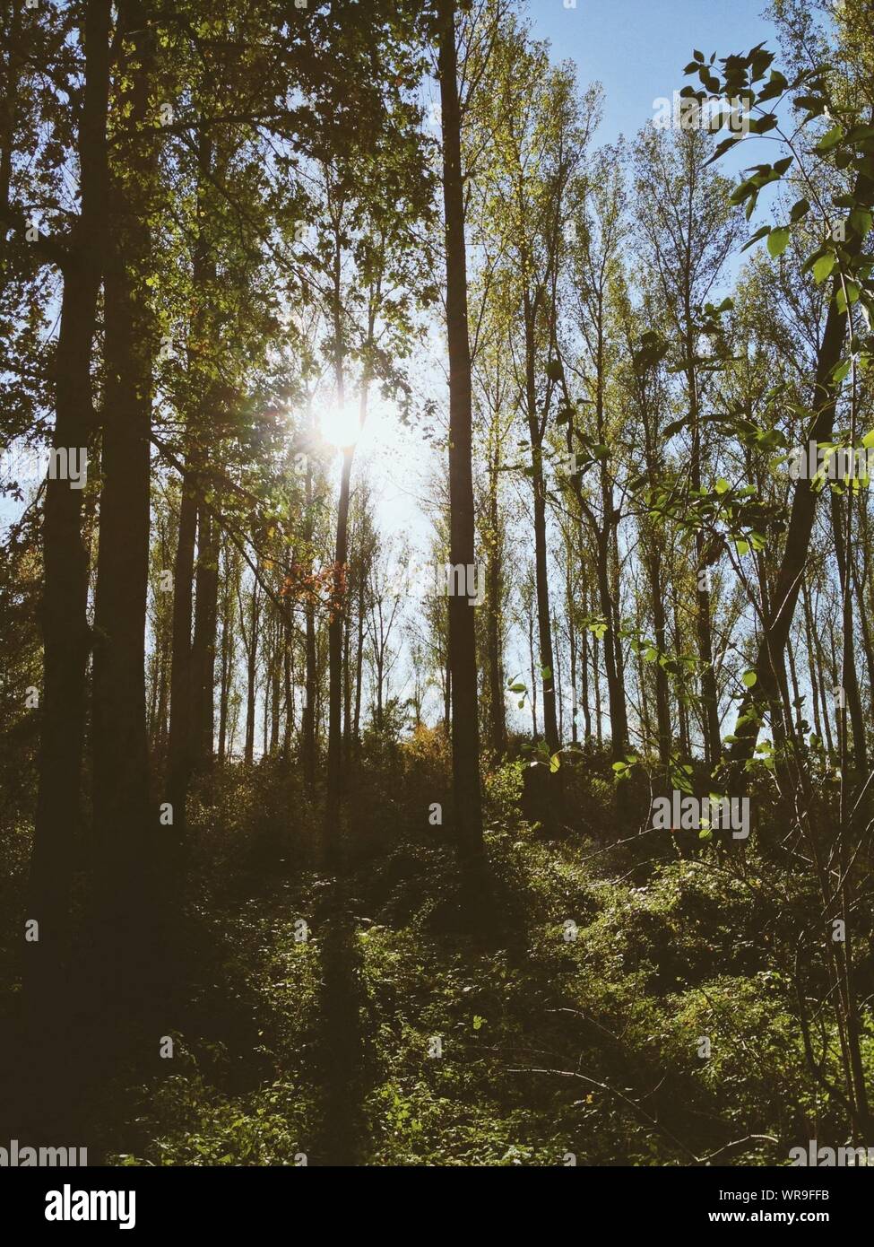 Shining through woods hi-res stock photography and images - Alamy