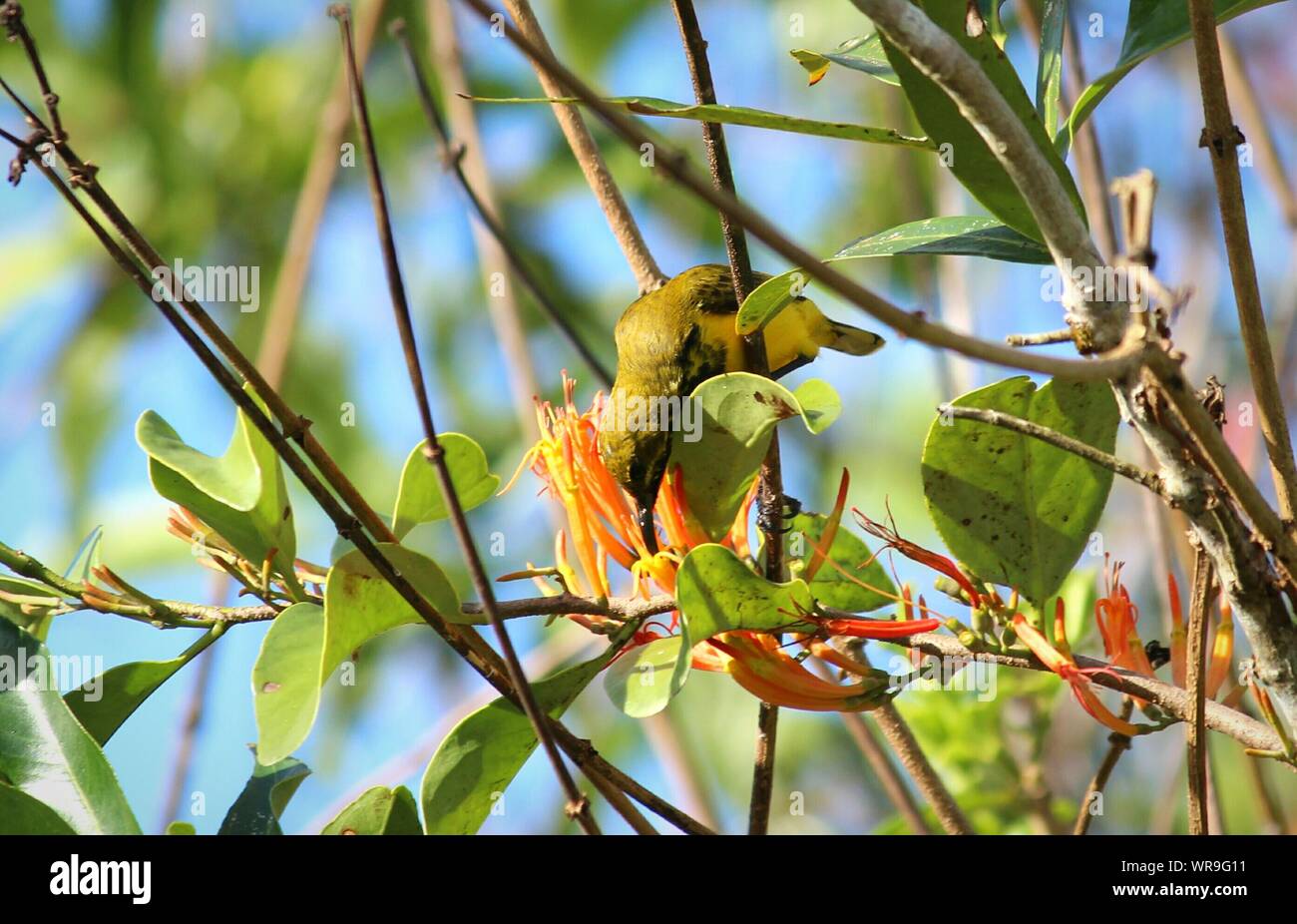 Hummingbird tree flower hi-res stock photography and images - Alamy