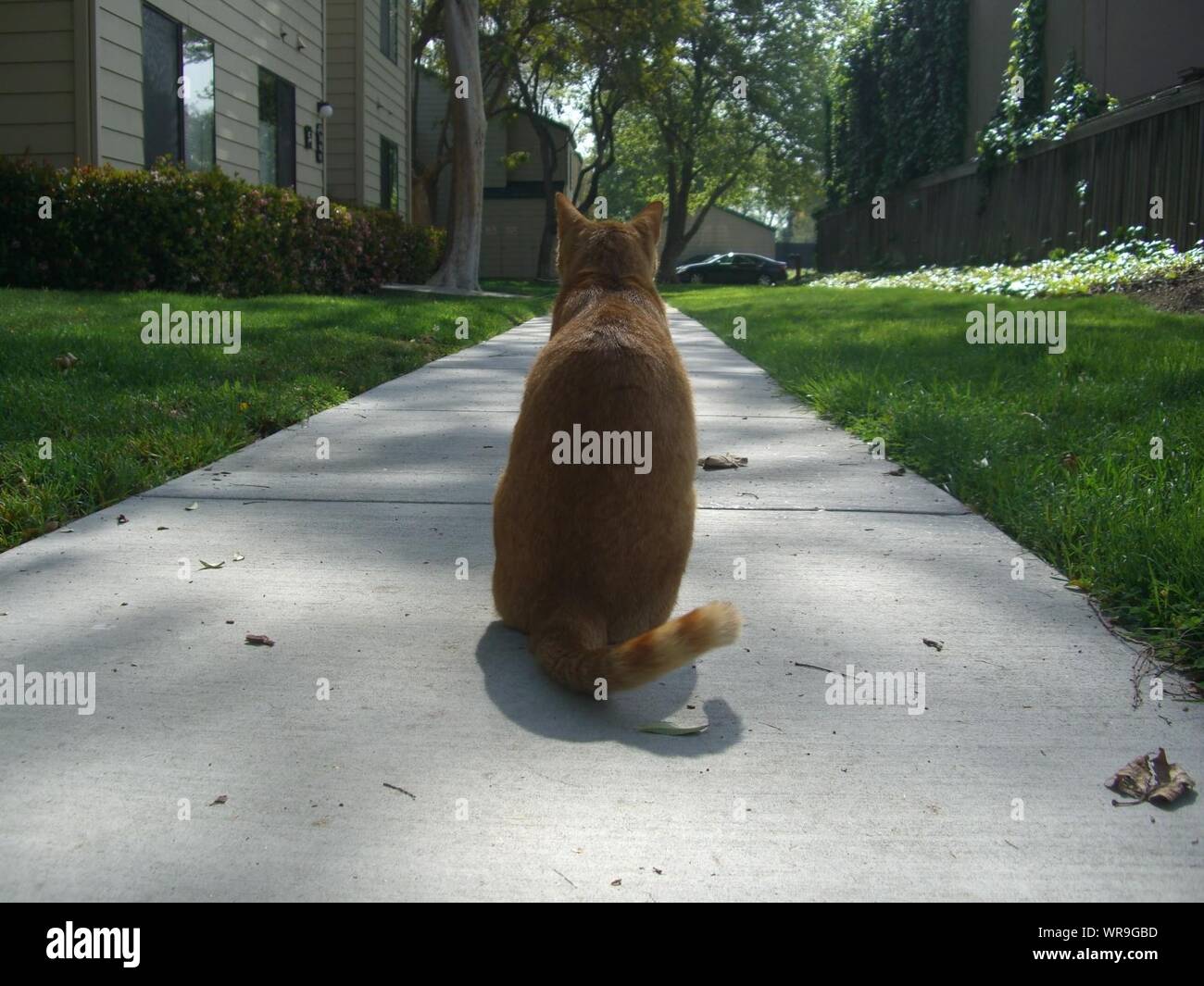 Cat Rear View Sitting High Resolution Stock Photography and Images - Alamy