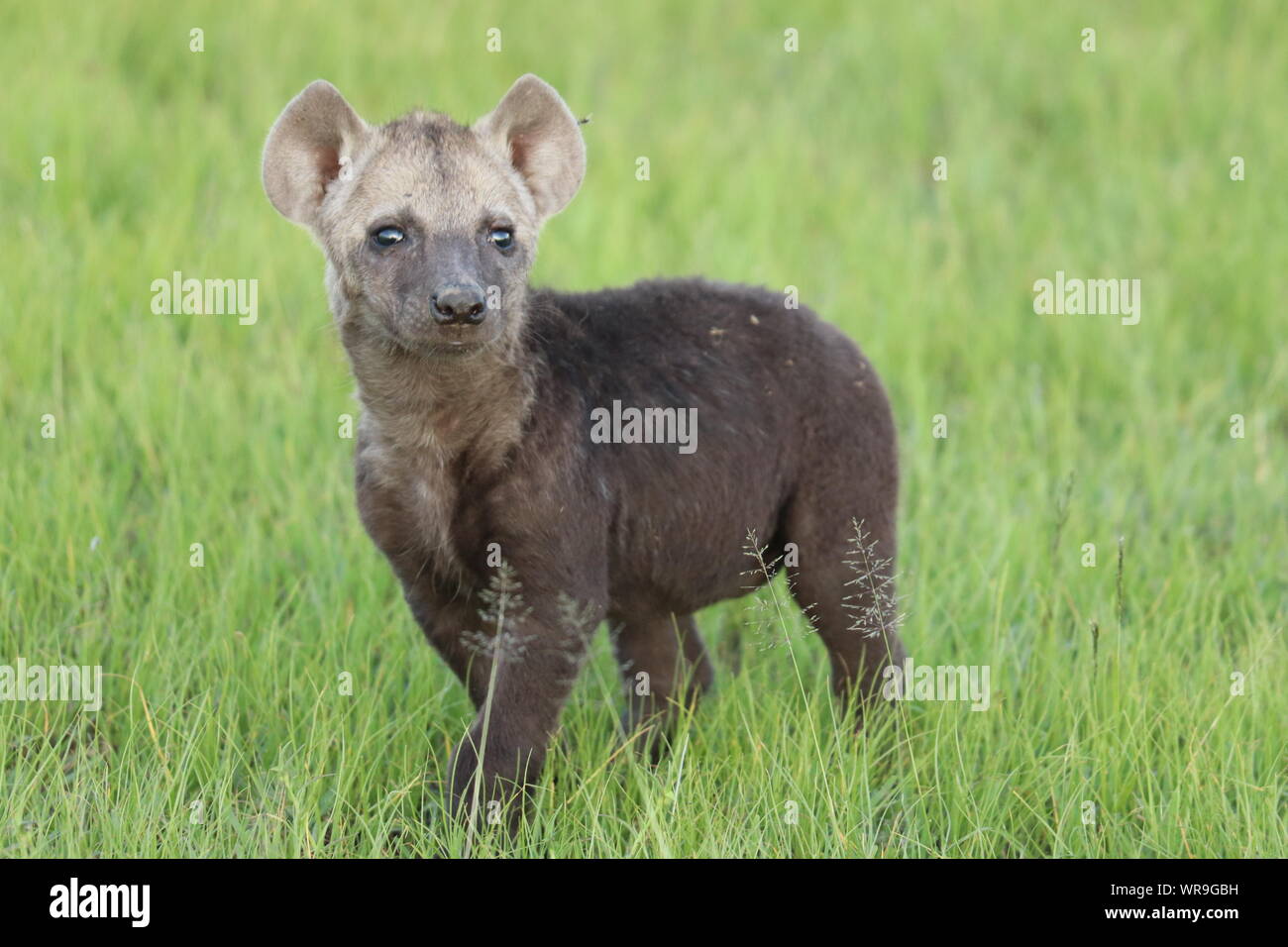 Spotted hyena black cub (crocuta crocuta) in the grass, Masai Mara ...