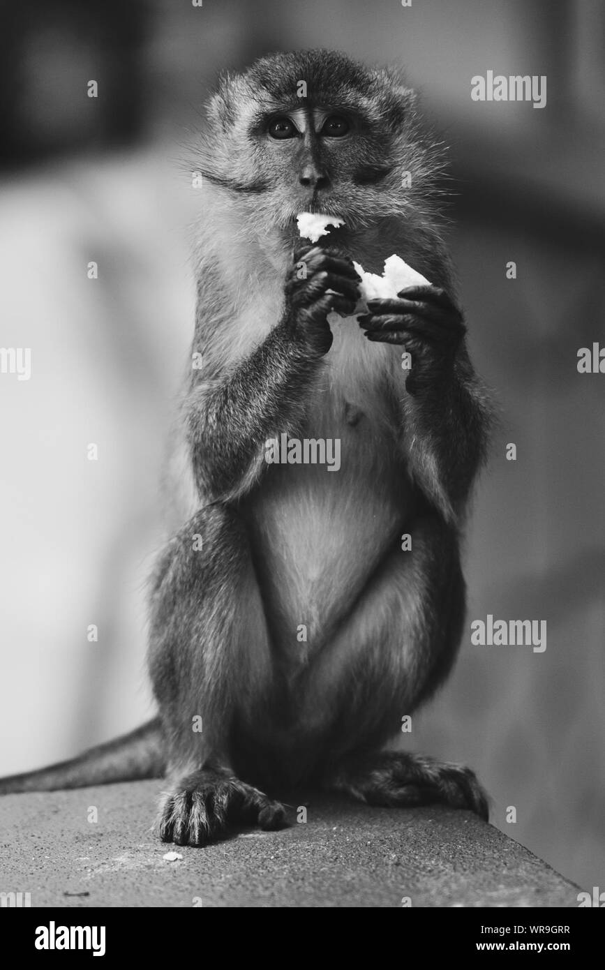 Monkey eating food not cheek Black and White Stock Photos & Images - Alamy
