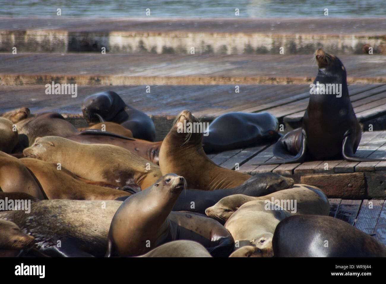 Large seal colony hi-res stock photography and images - Alamy