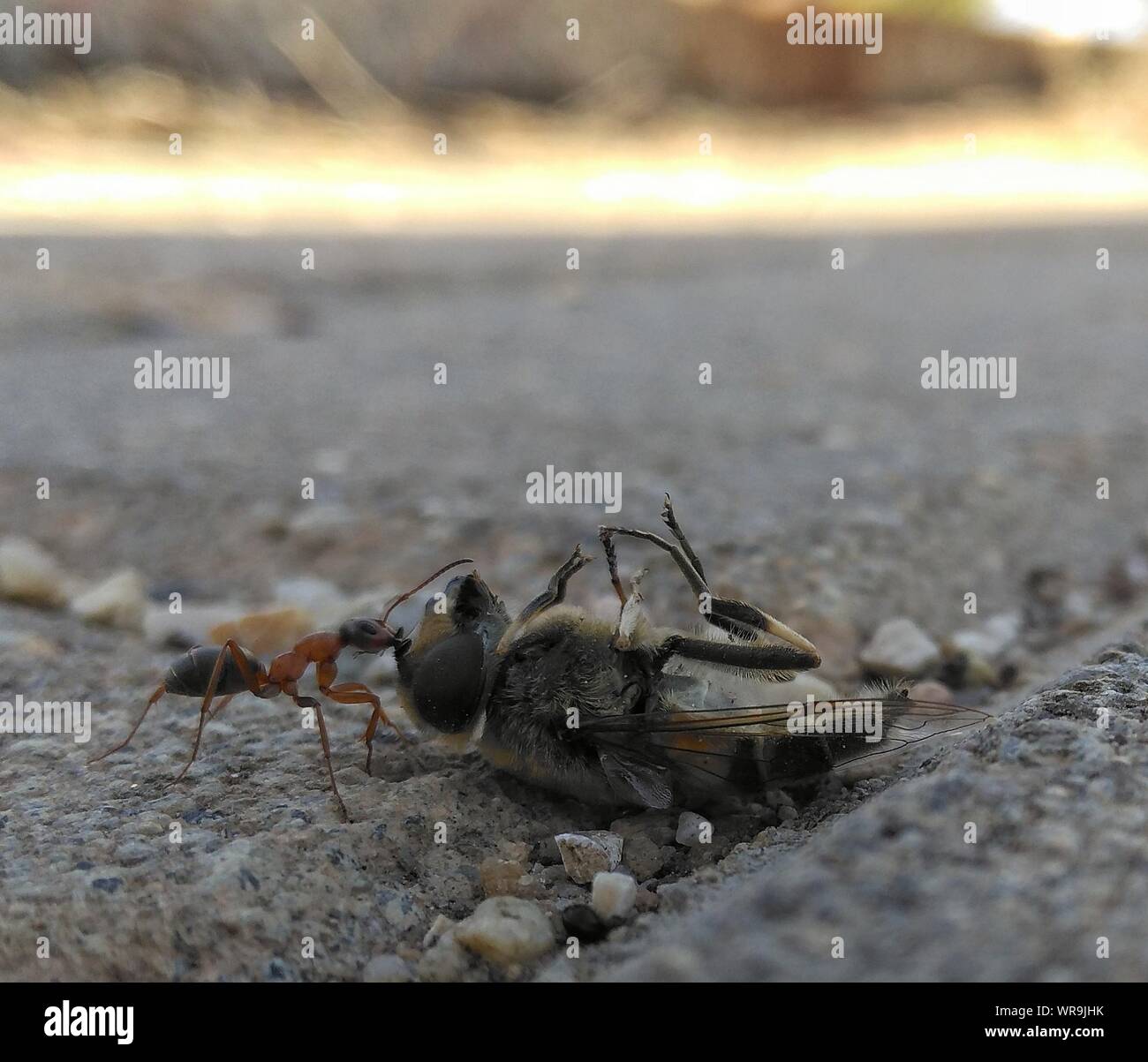 Ant bee hi-res stock photography and images - Alamy