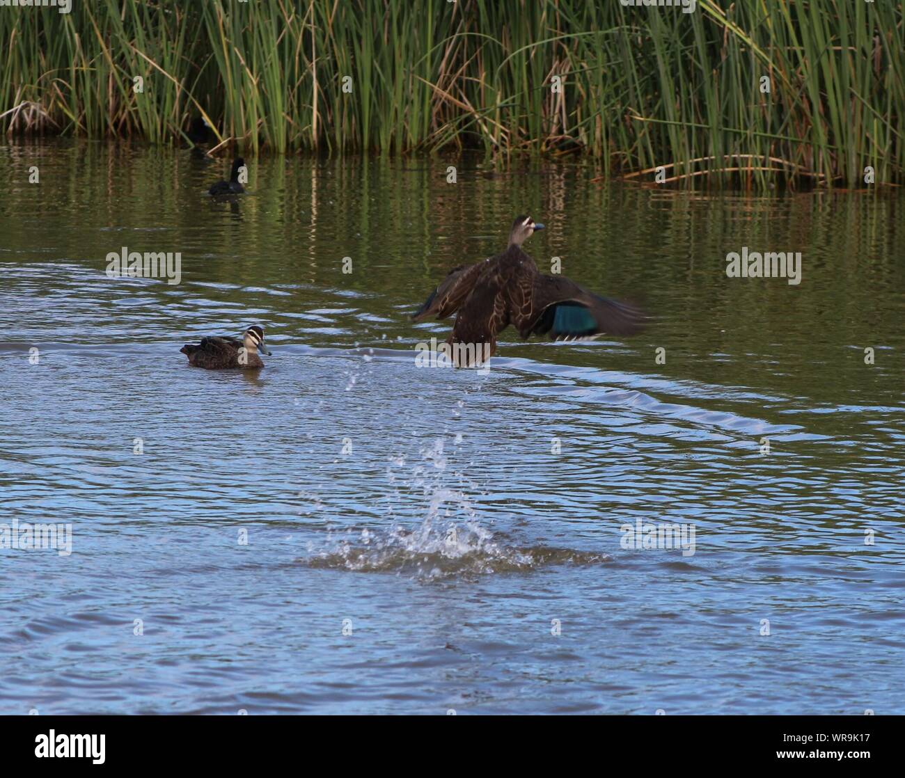 Duck taking off from water hi-res stock photography and images - Alamy