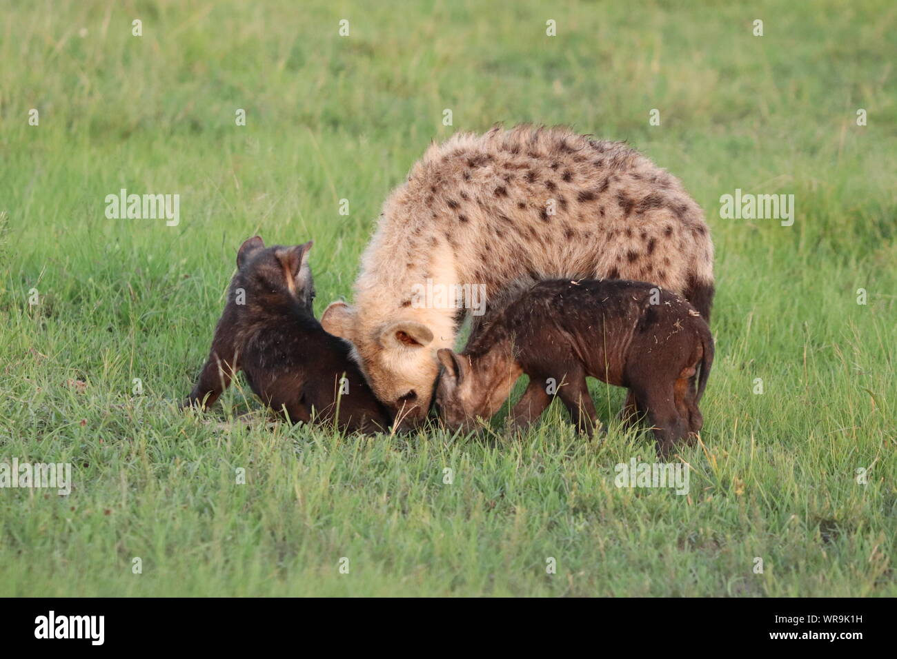 Spotted hyena cubs (crocuta crocuta) of different sizes, Masai Mara ...