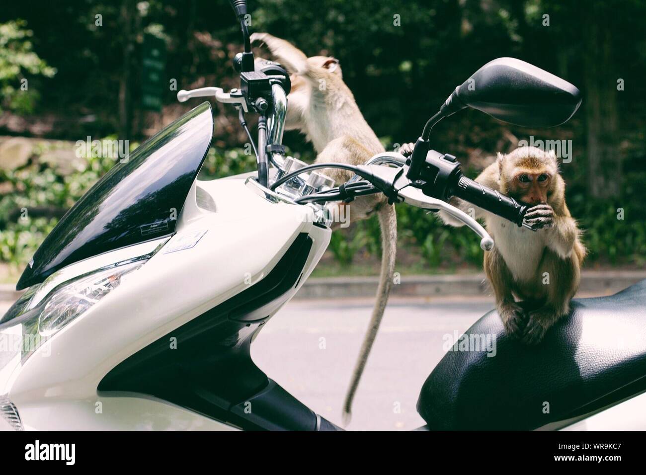 Motorcycle Monkey High Resolution Stock Photography and Images - Alamy