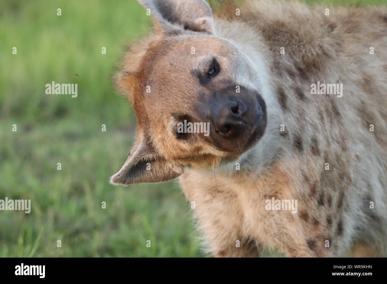 Spotted hyena (crocuta crocuta) face closeup, Masai Mara National Park ...