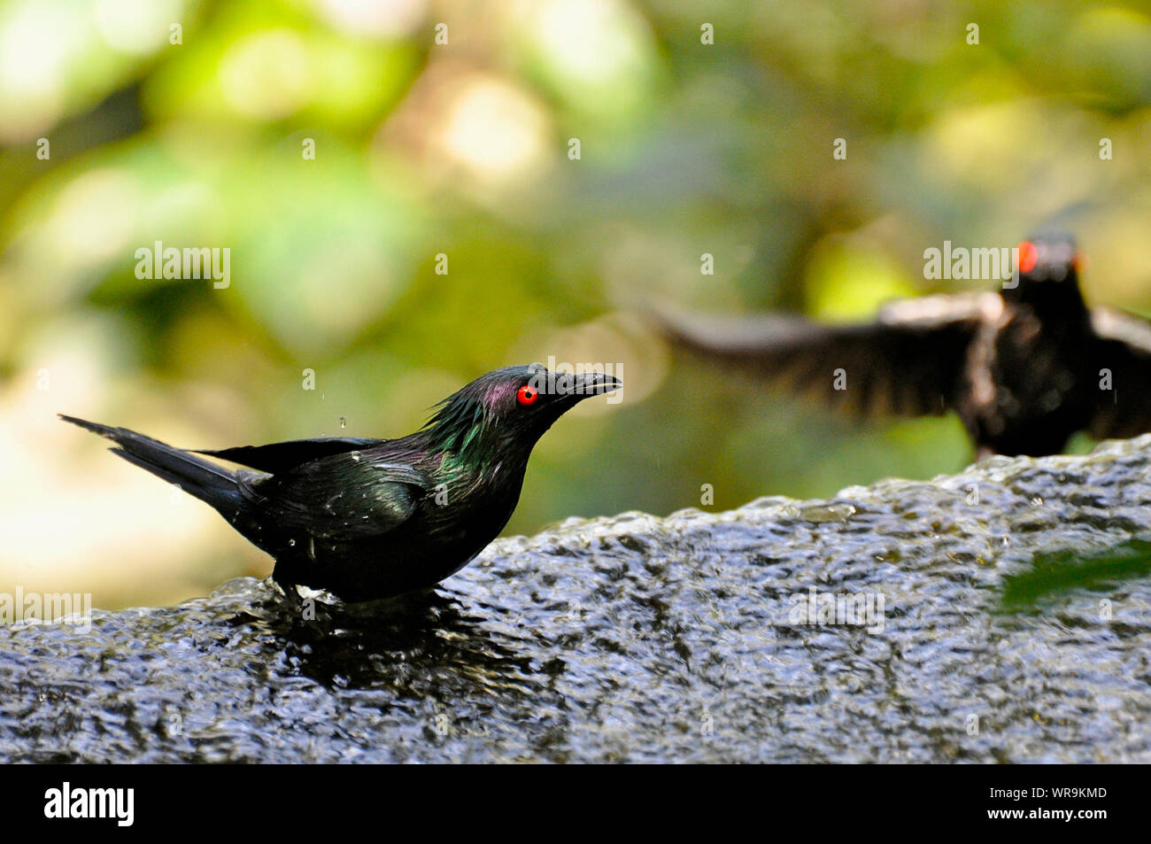 Two Asian Glossy Starlings High Resolution Stock Photography and Images ...