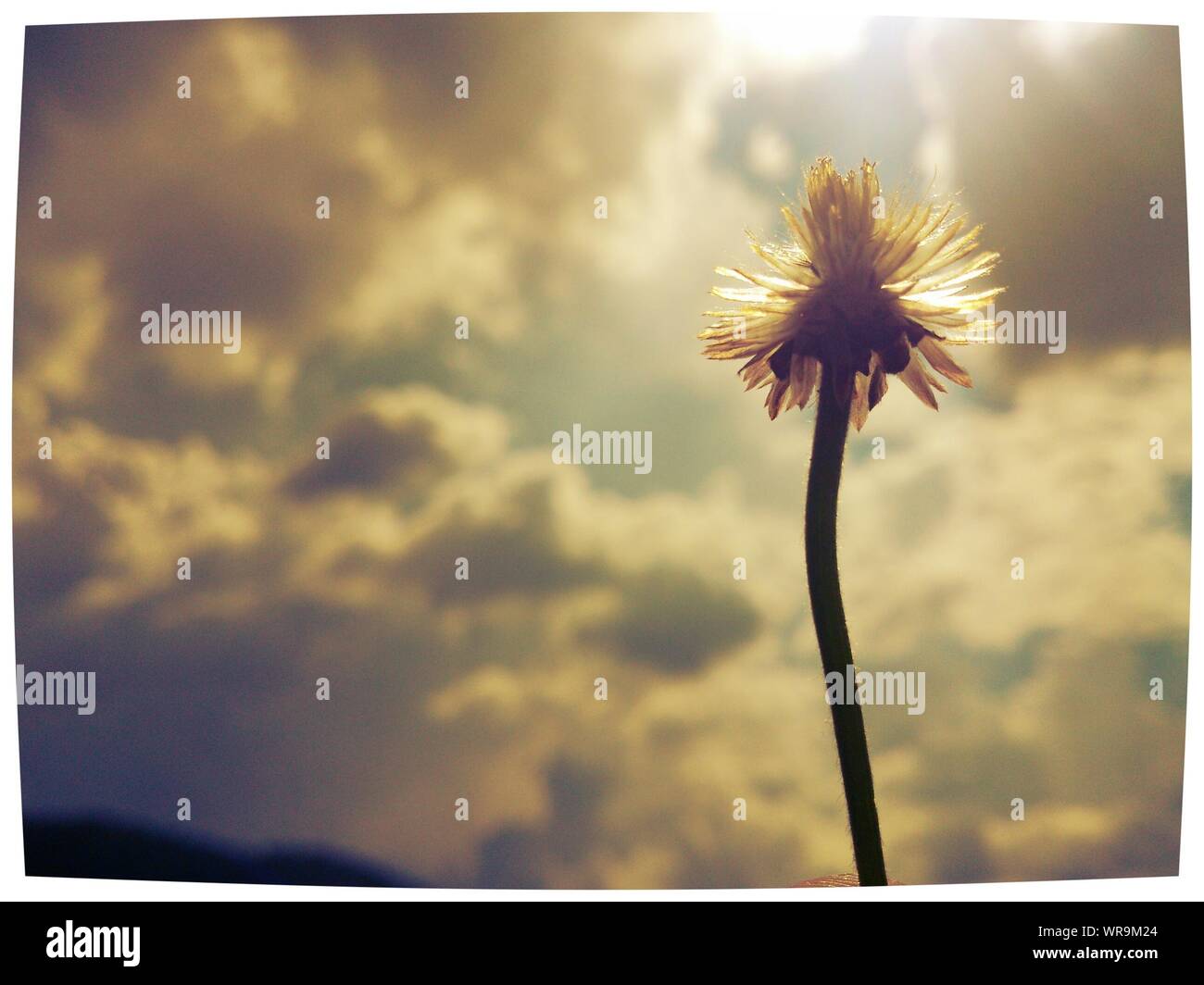 Sunbeam flower Cut Out Stock Images & Pictures - Alamy