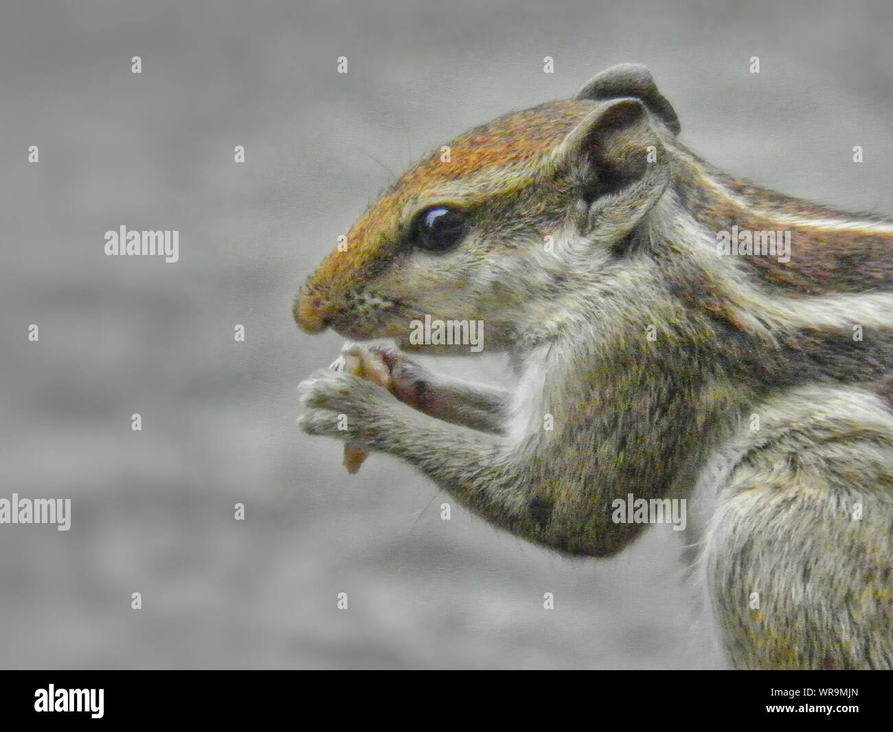Chipmunk side view hi-res stock photography and images - Alamy