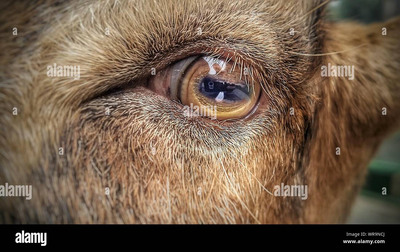 Goat Eye Pupil