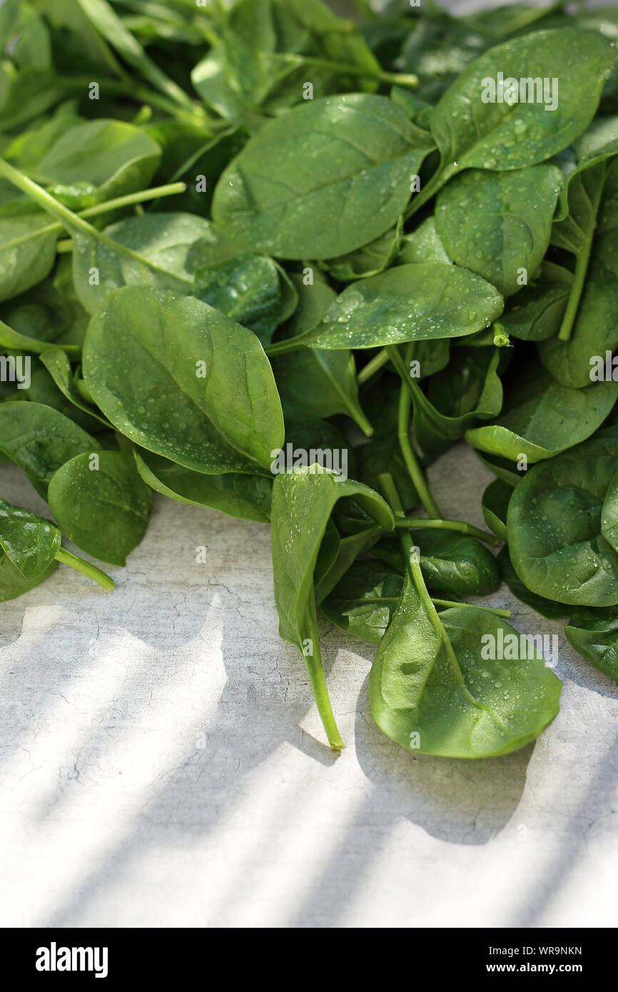 Baby spinach growing hi-res stock photography and images - Alamy