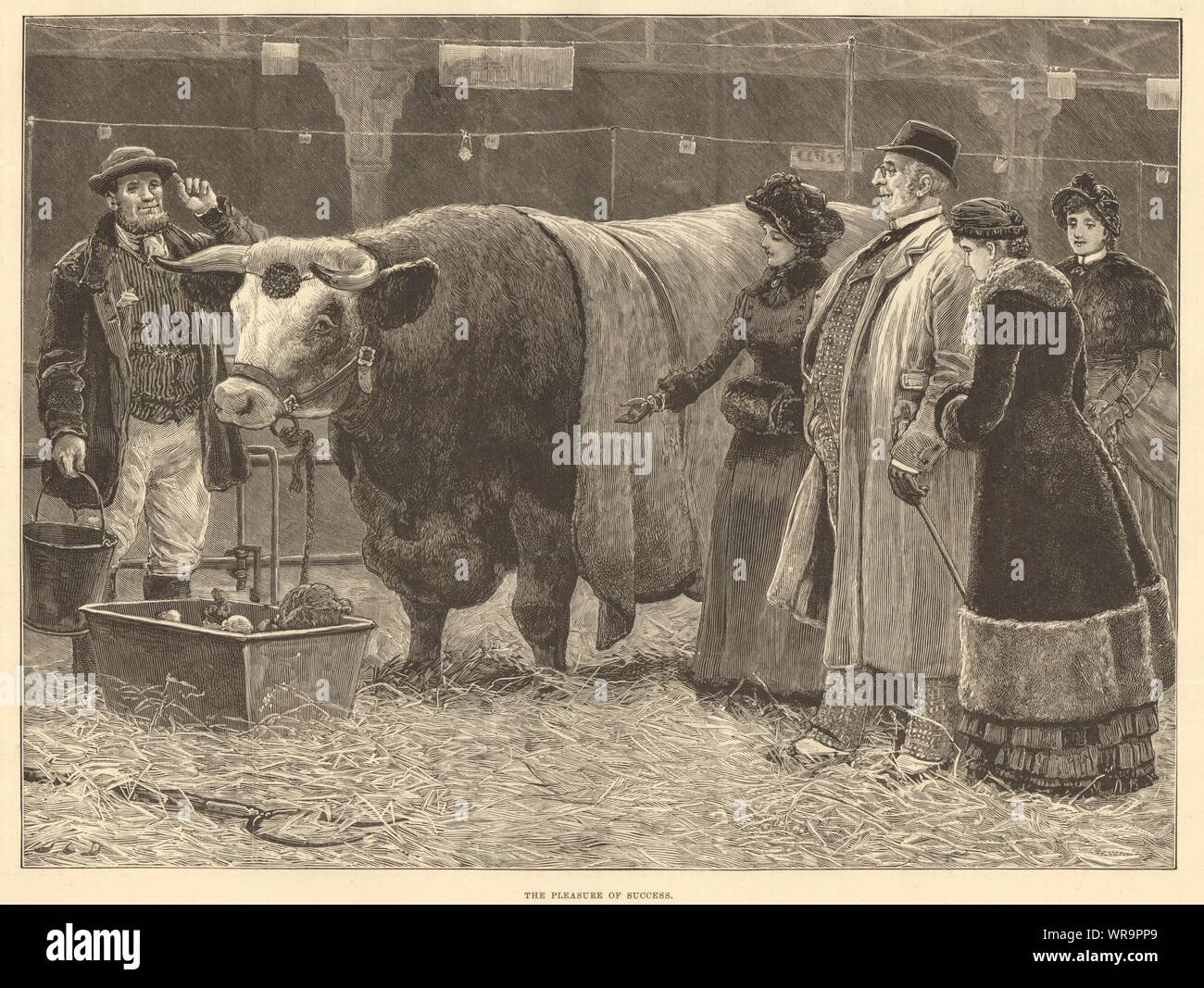 The pleasure of success. Prize bull. Cows 1883 antique ILN full page ...