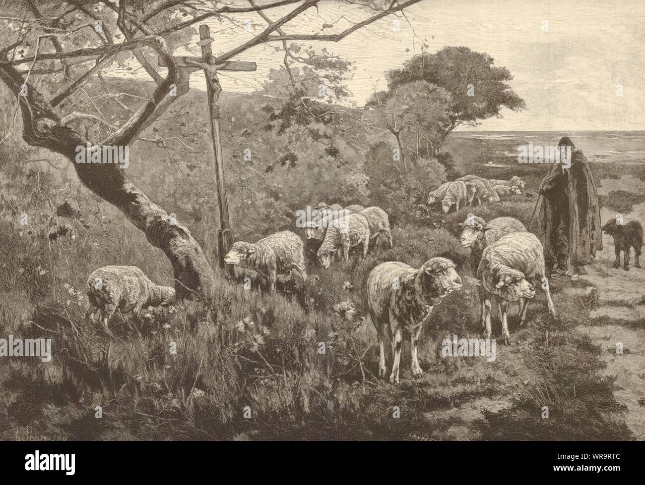 The good shepherd. Sheep. Farming 1884 antique ILN full page print ...