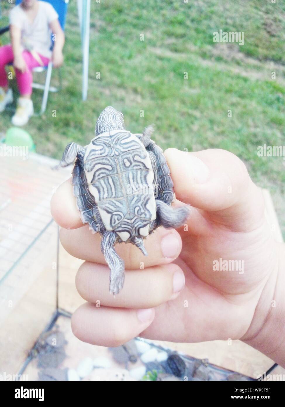Hand holding turtle hi-res stock photography and images - Alamy
