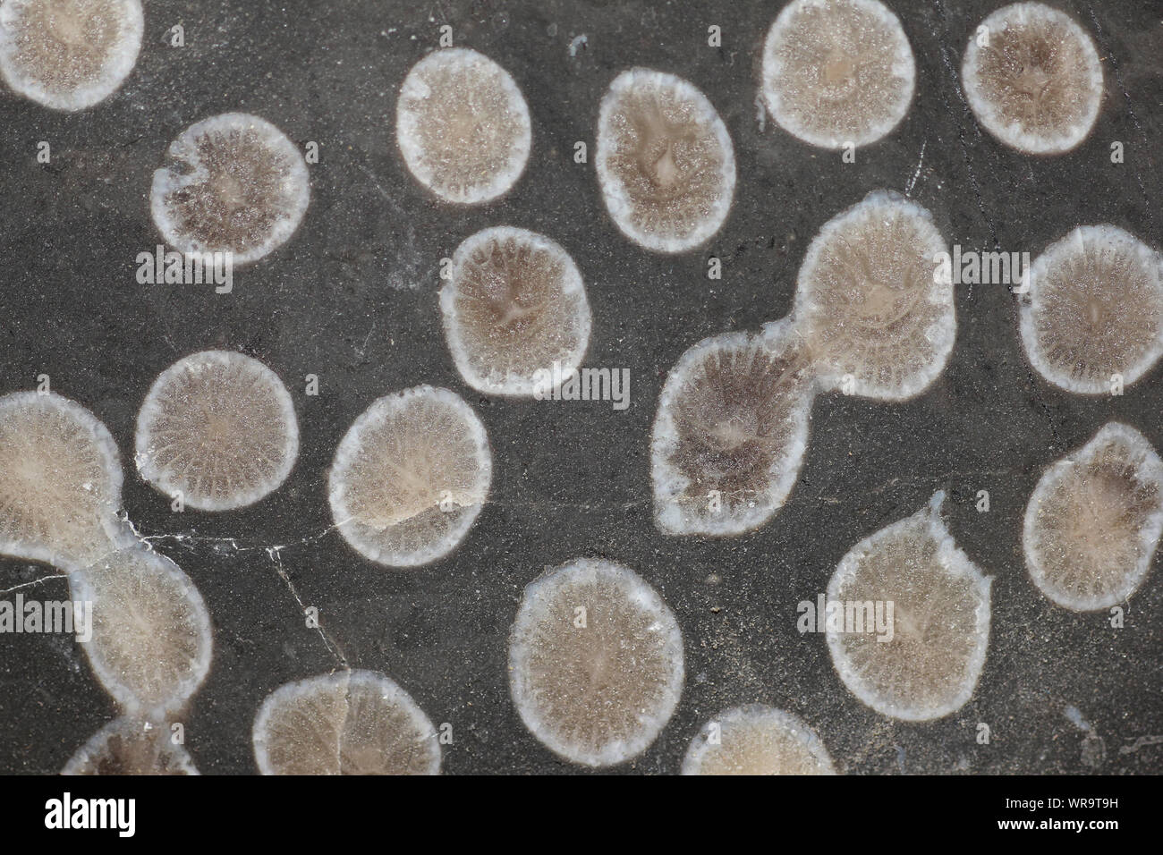 Lithostrotion (Siphonodendron) Rugose Coral Fossil Stock Photo - Alamy