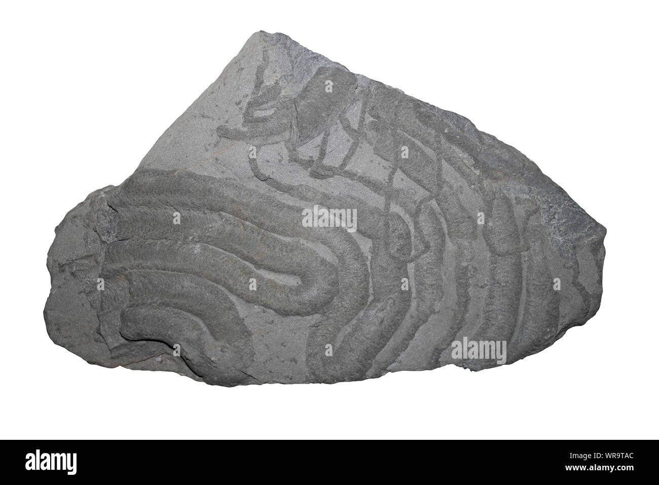 Trace fossil burrow Cut Out Stock Images & Pictures - Alamy