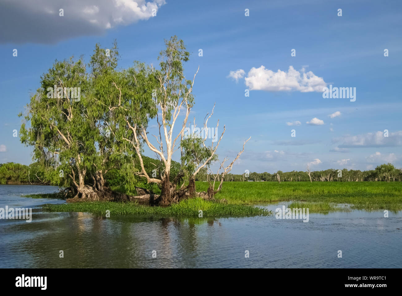 Paperbark trees reflecting in the glassy billabong, Yellow Water ...
