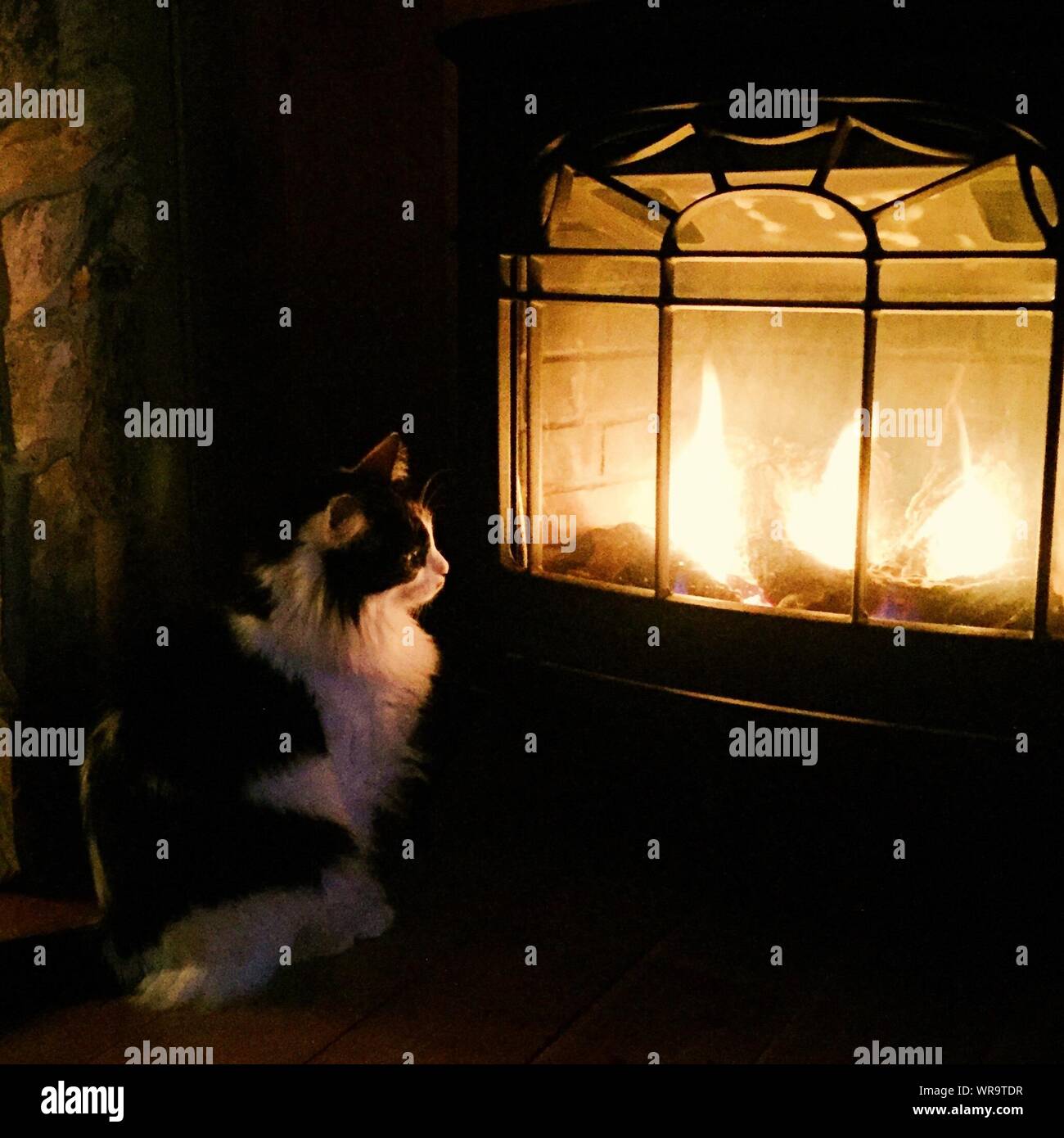 Cat sitting fireplace hi-res stock photography and images - Alamy