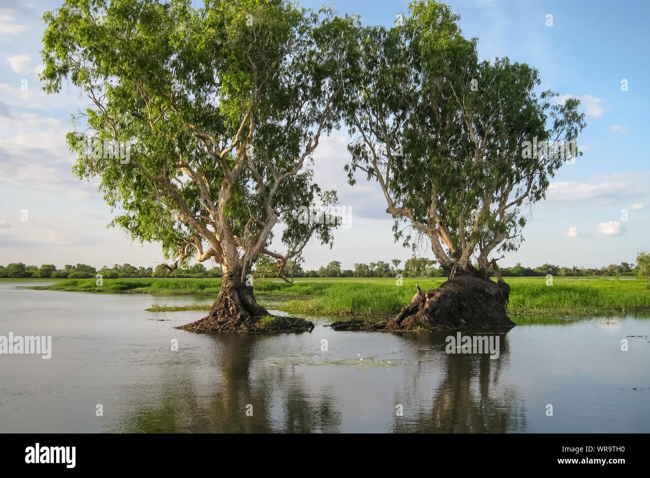 Evening mood with Paperbark trees reflecting in the glassy billabong ...