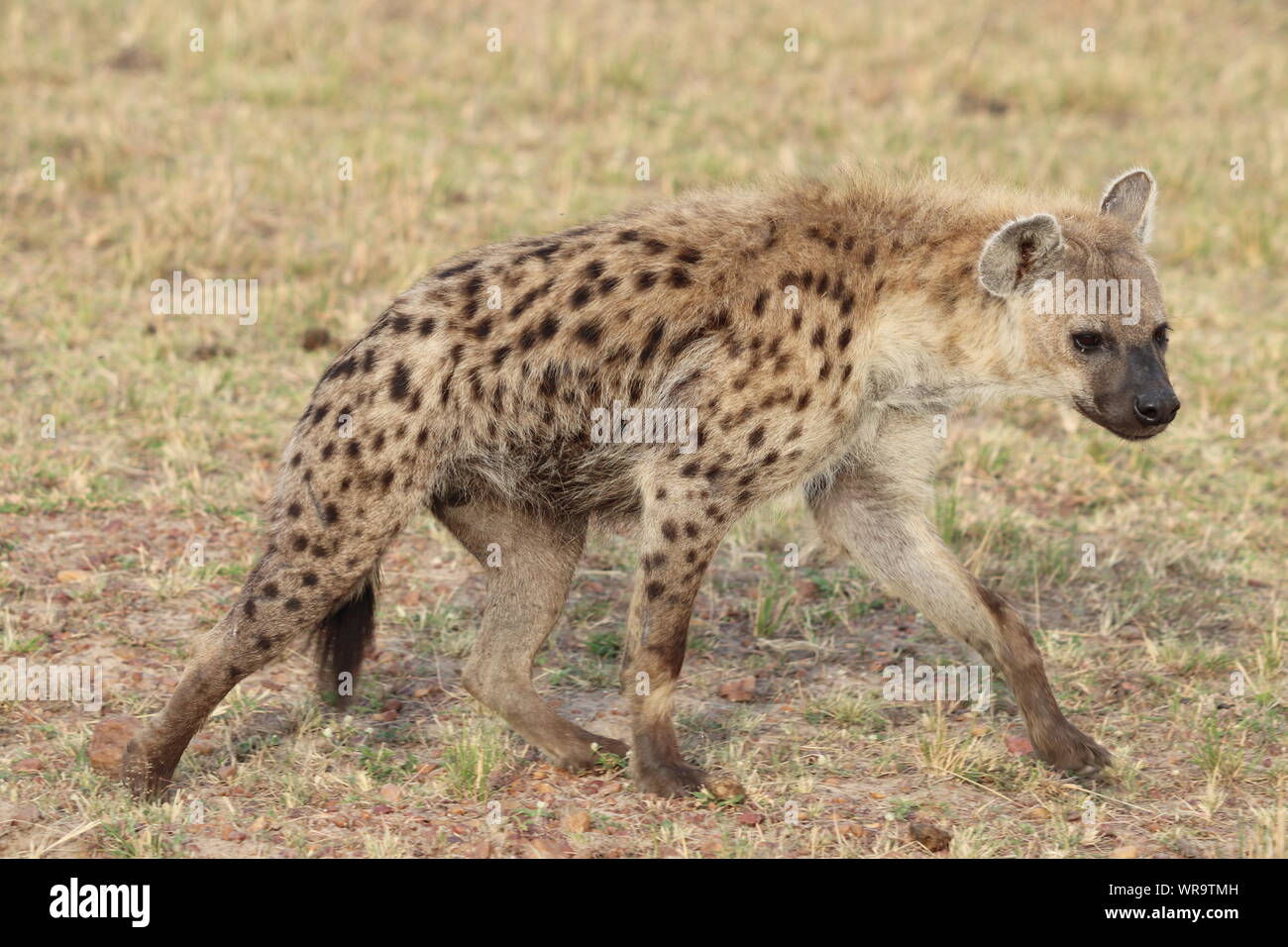 Spotted hyena in the savannah, Masai Mara National Park, Kenya Stock ...