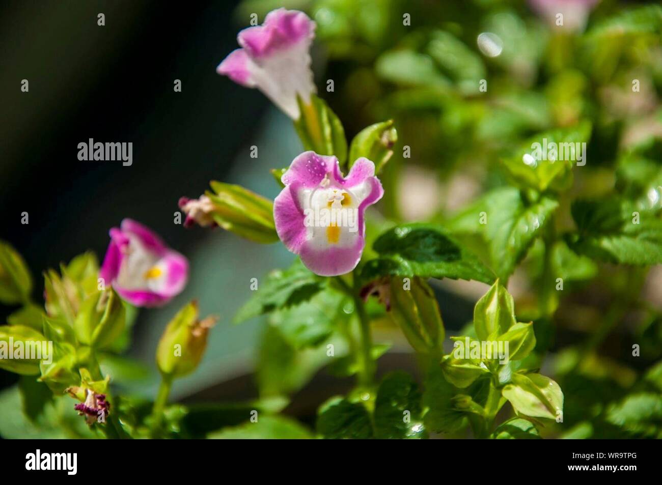 Pink torenia flowers hi-res stock photography and images - Alamy