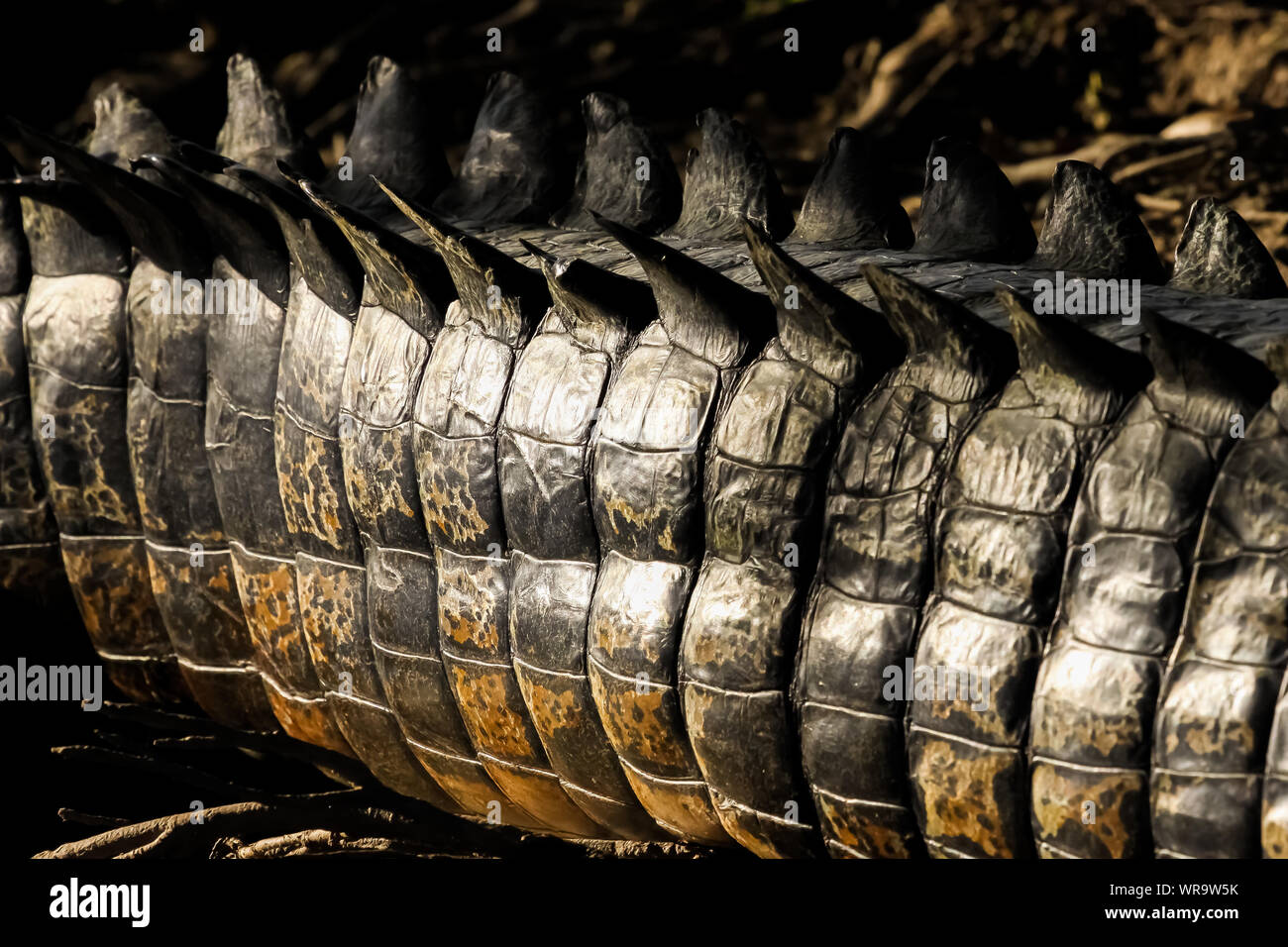 Tail crocodile hi-res stock photography and images - Alamy