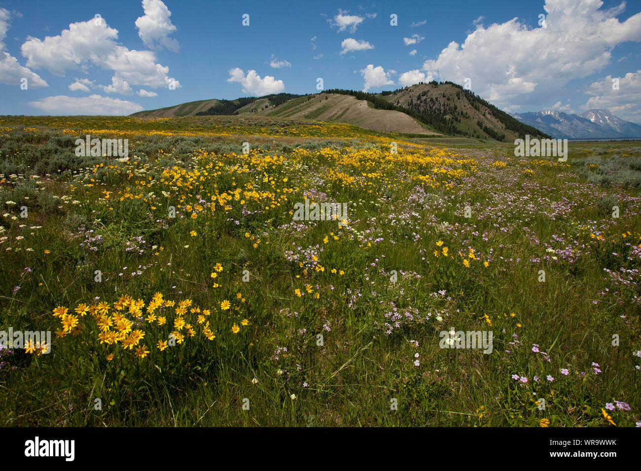 Showy goldeneye Heliomeris multiflora and Wild geranium Geranium ...