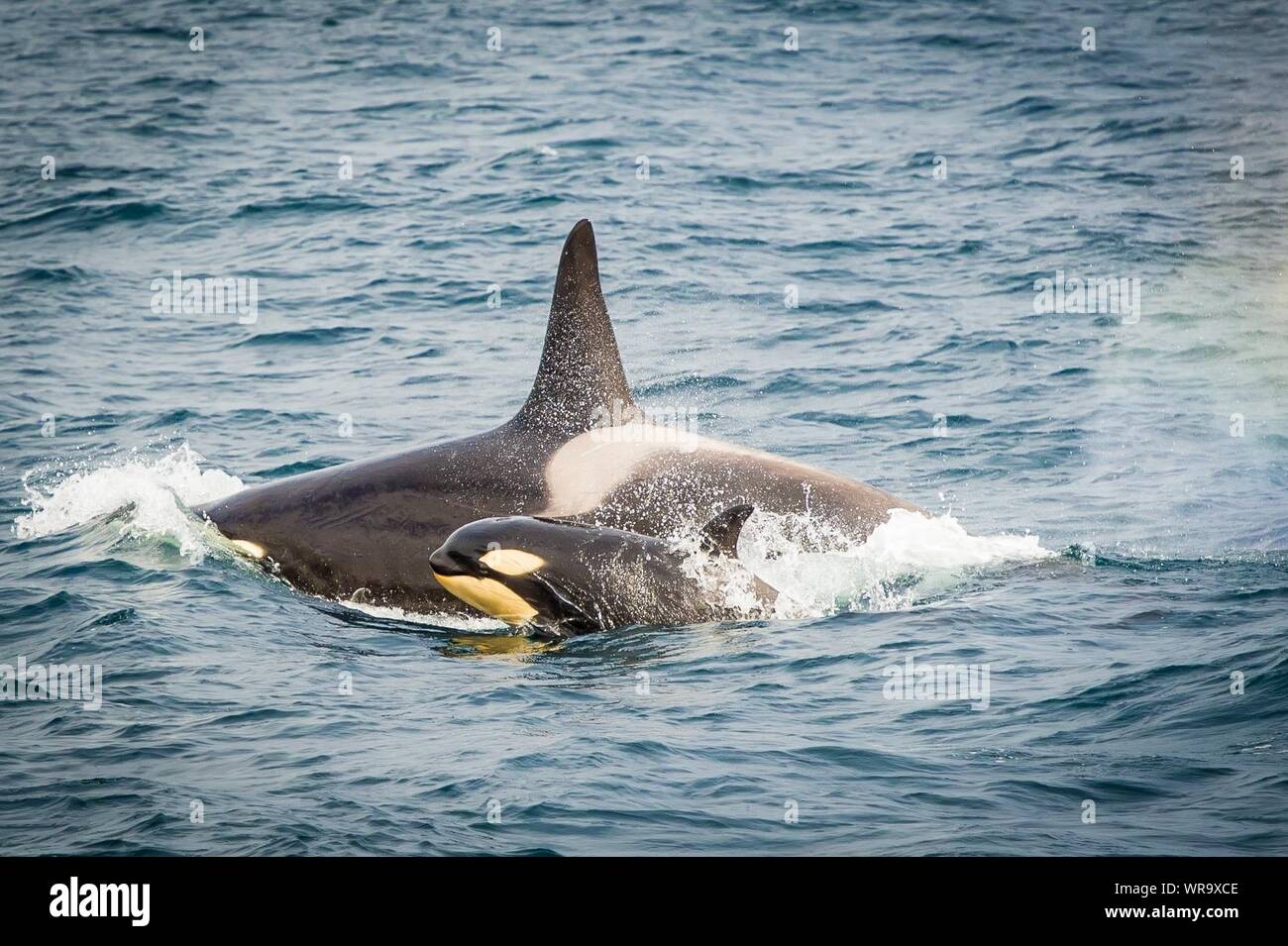 Two whales swimming hi-res stock photography and images - Alamy