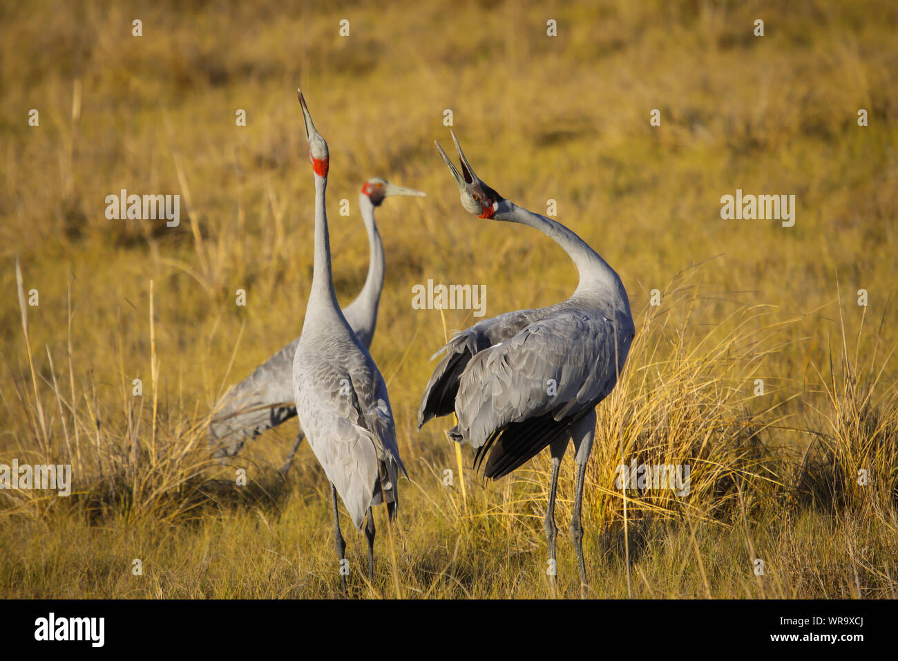 Courtship behavior of Brolgas in Karumba, Queensland, Australia Stock ...