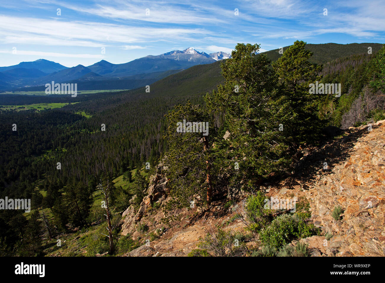 Lodgepole pine Pinus contorta with Long's Peak and Chief's Peak in the ...