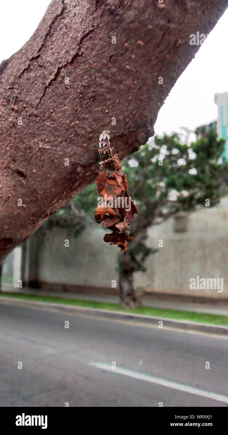 Hanging from tree trunk hi-res stock photography and images - Alamy