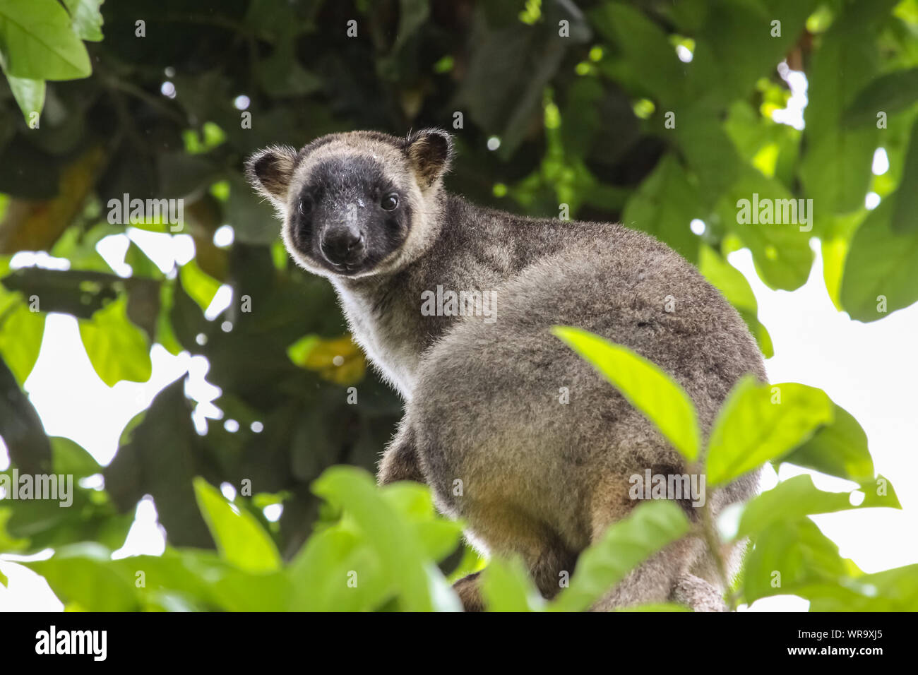 Very rare Lumholtz tree kangaroo climbing up a tree in the rainforest ...