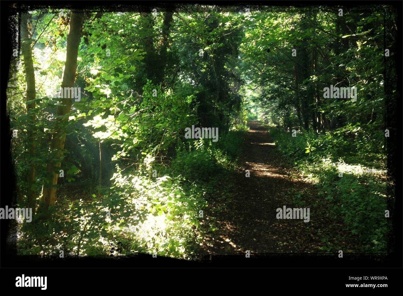 Empty forest path hi-res stock photography and images - Alamy