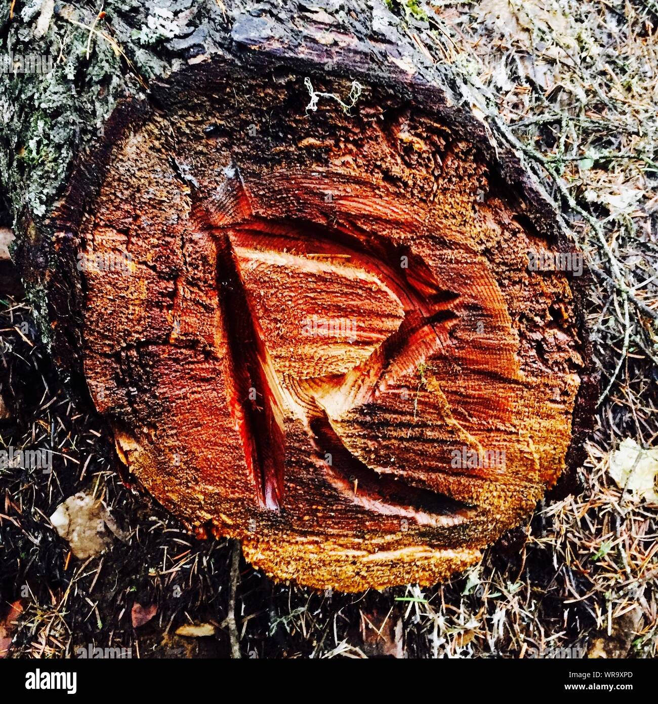 Close-up Of Letter R On Tree Stump Stock Photo - Alamy