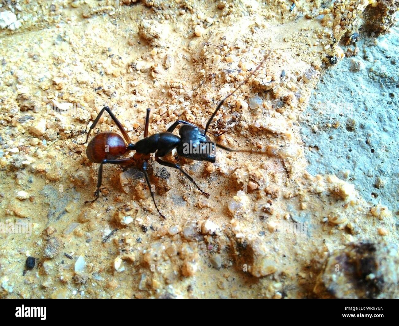 Extreme close up ant hi-res stock photography and images - Alamy