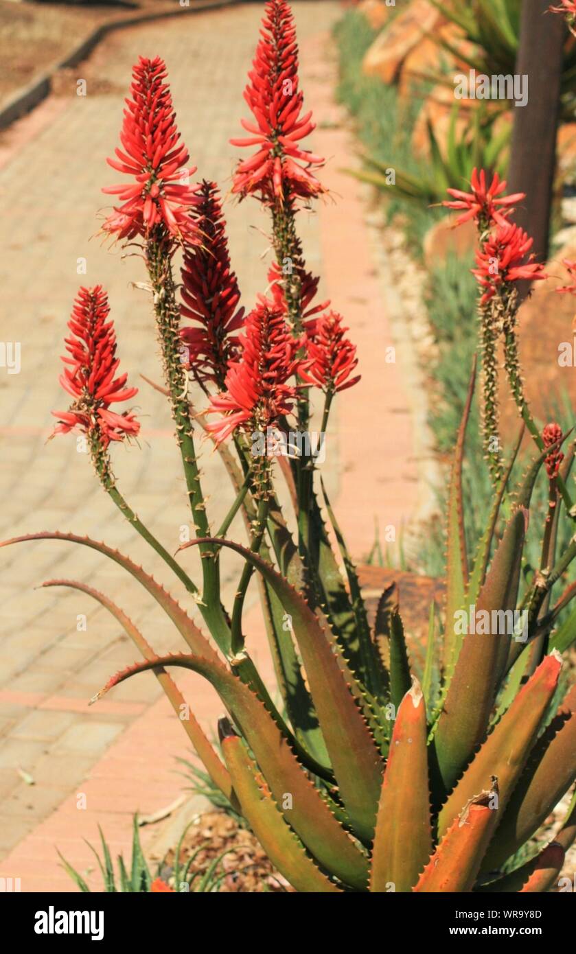 Aloe vera flowers red hi-res stock photography and images - Alamy