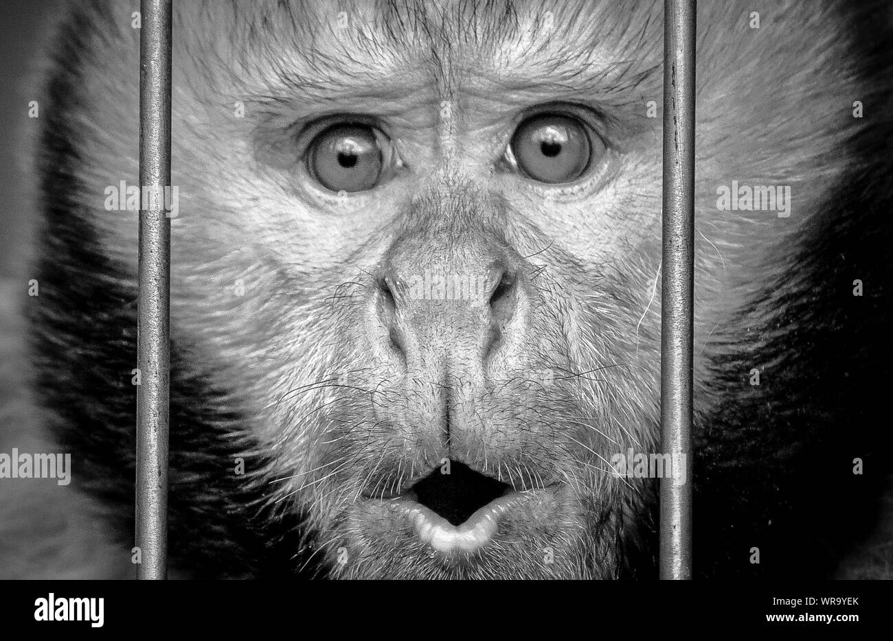 Close up of ape hi-res stock photography and images - Alamy